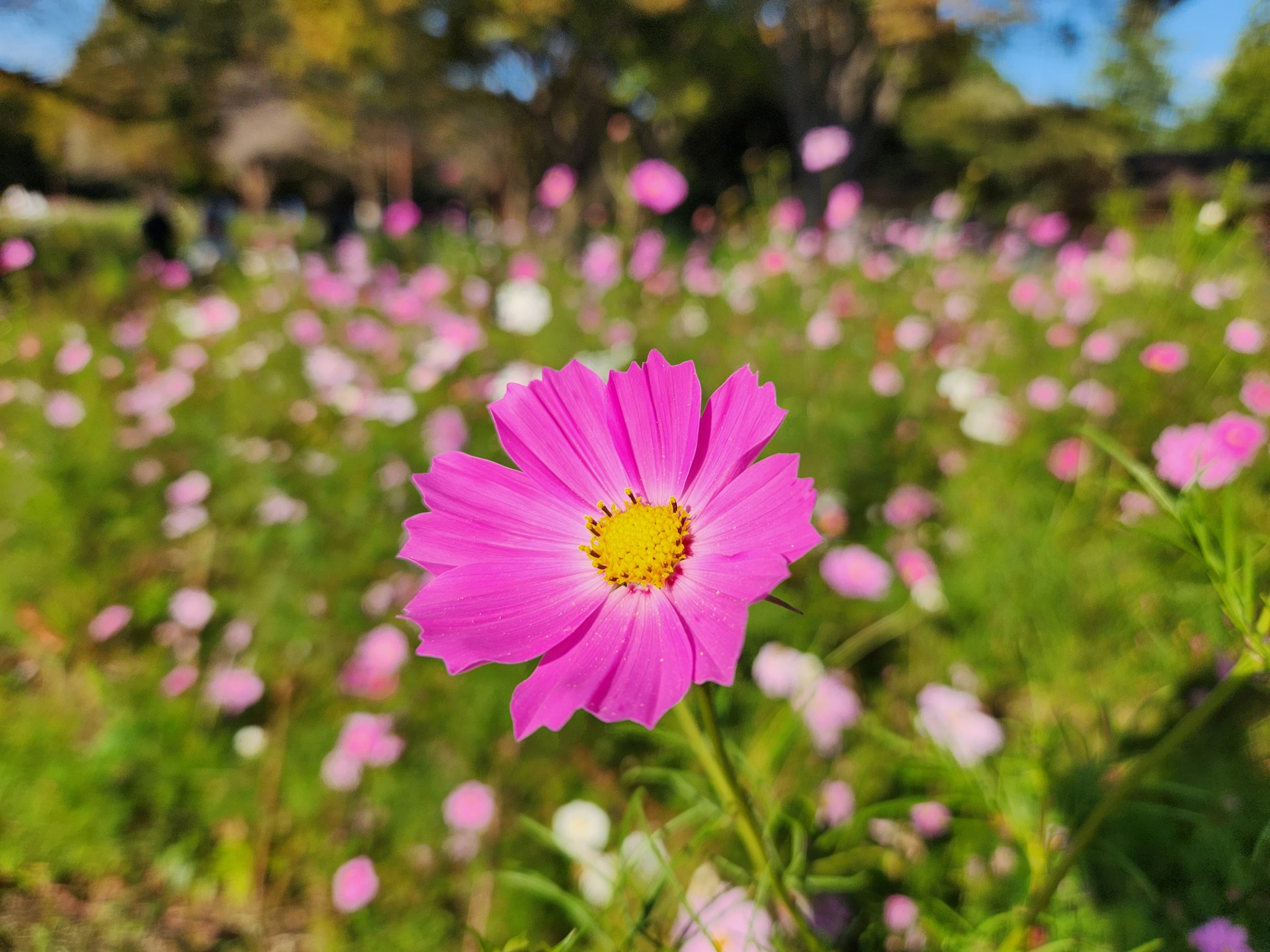 Japan Journals: Cosmos Flowers at Showa Kinen Park – Sakura Saku