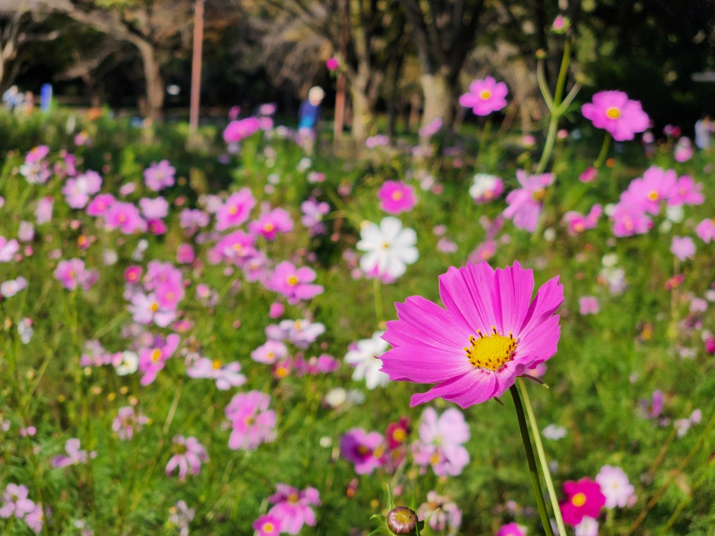 Japan Journals: Cosmos Flowers at Showa Kinen Park – Sakura Saku